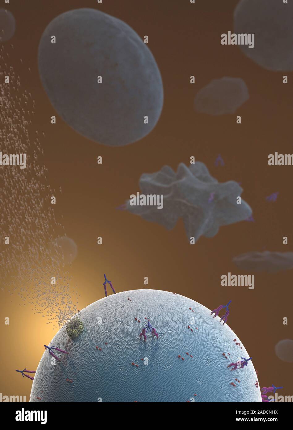 Complement system, computer illustration. The complement system is a ...