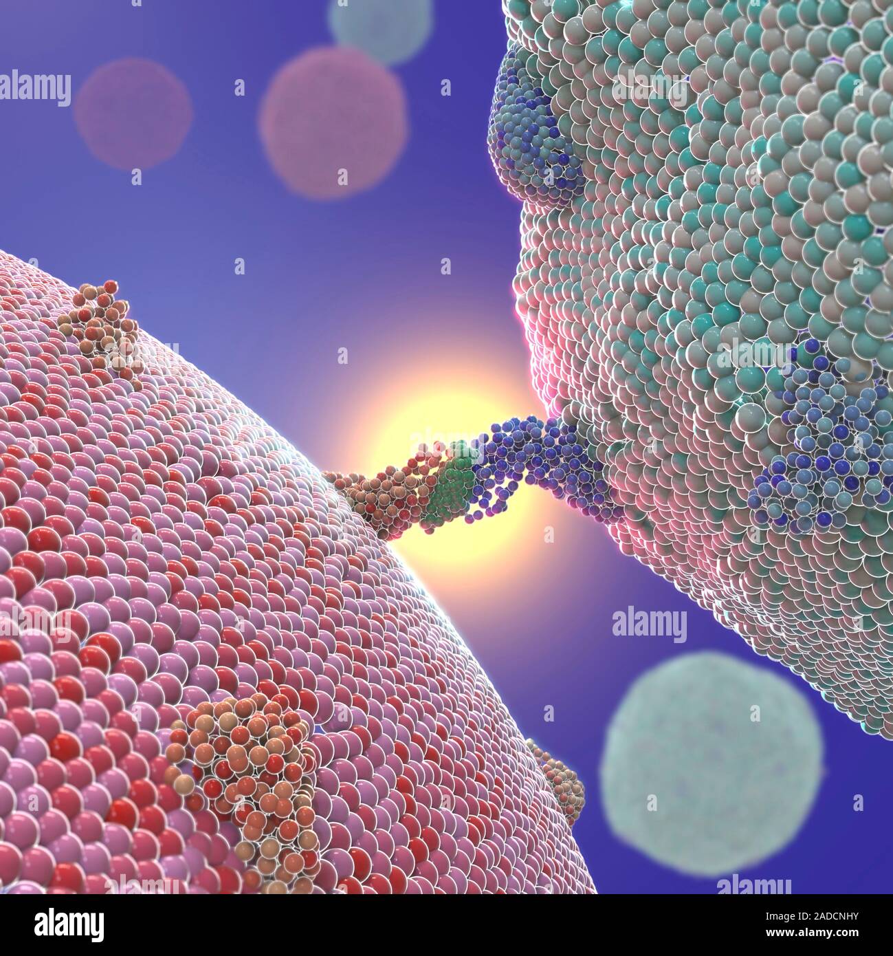 Antigen presentation. Computer illustration of an antigen-presenting ...