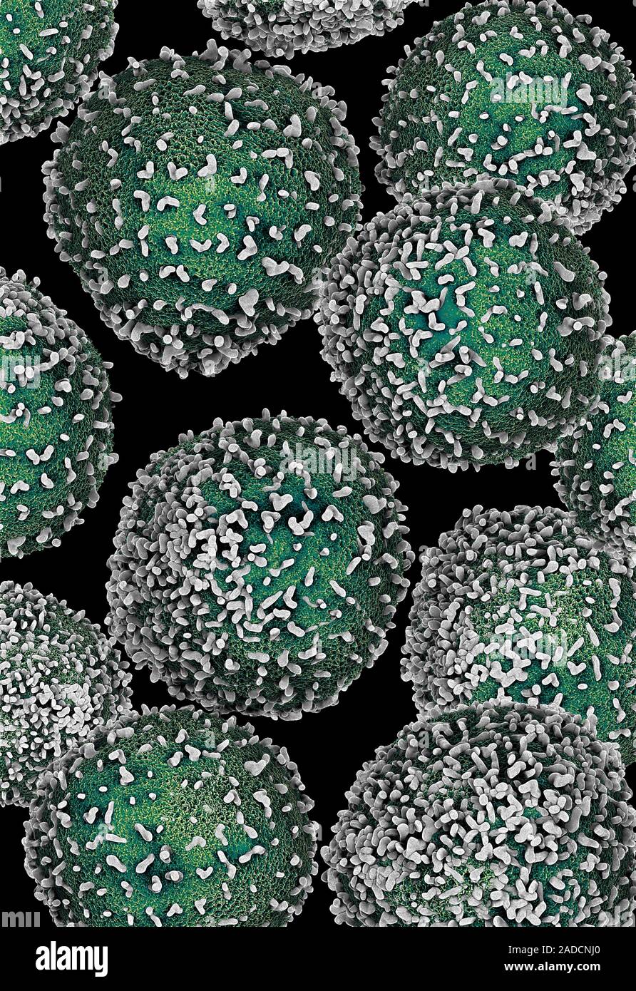 T-lymphocytes, illustration. T lymphocytes, or T cells, are a type of ...