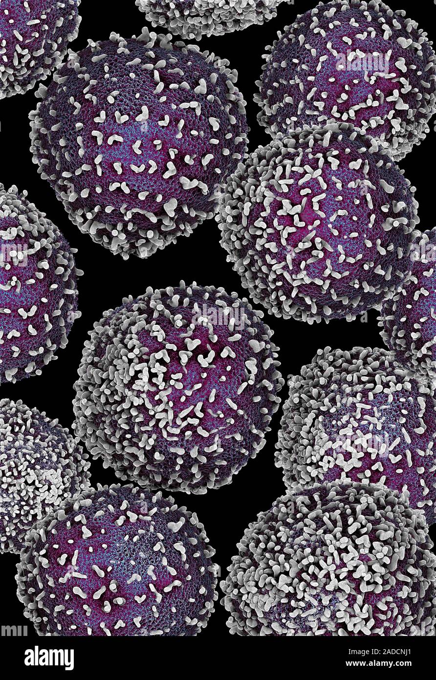 T-lymphocytes, illustration. T lymphocytes, or T cells, are a type of ...