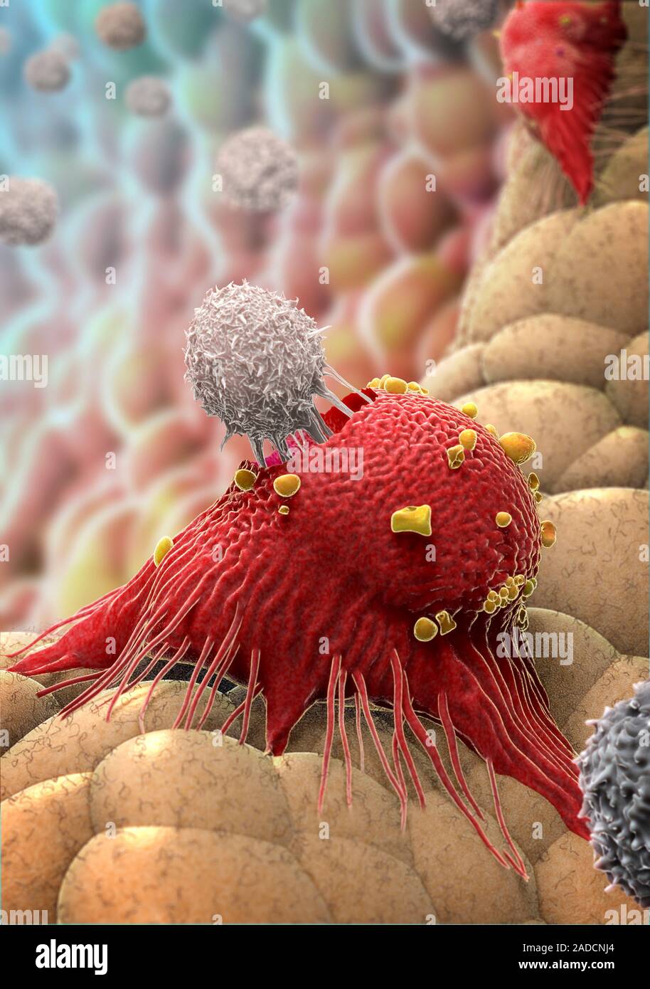 T-lymphocytes, illustration. T lymphocytes, or T cells, are a type of ...