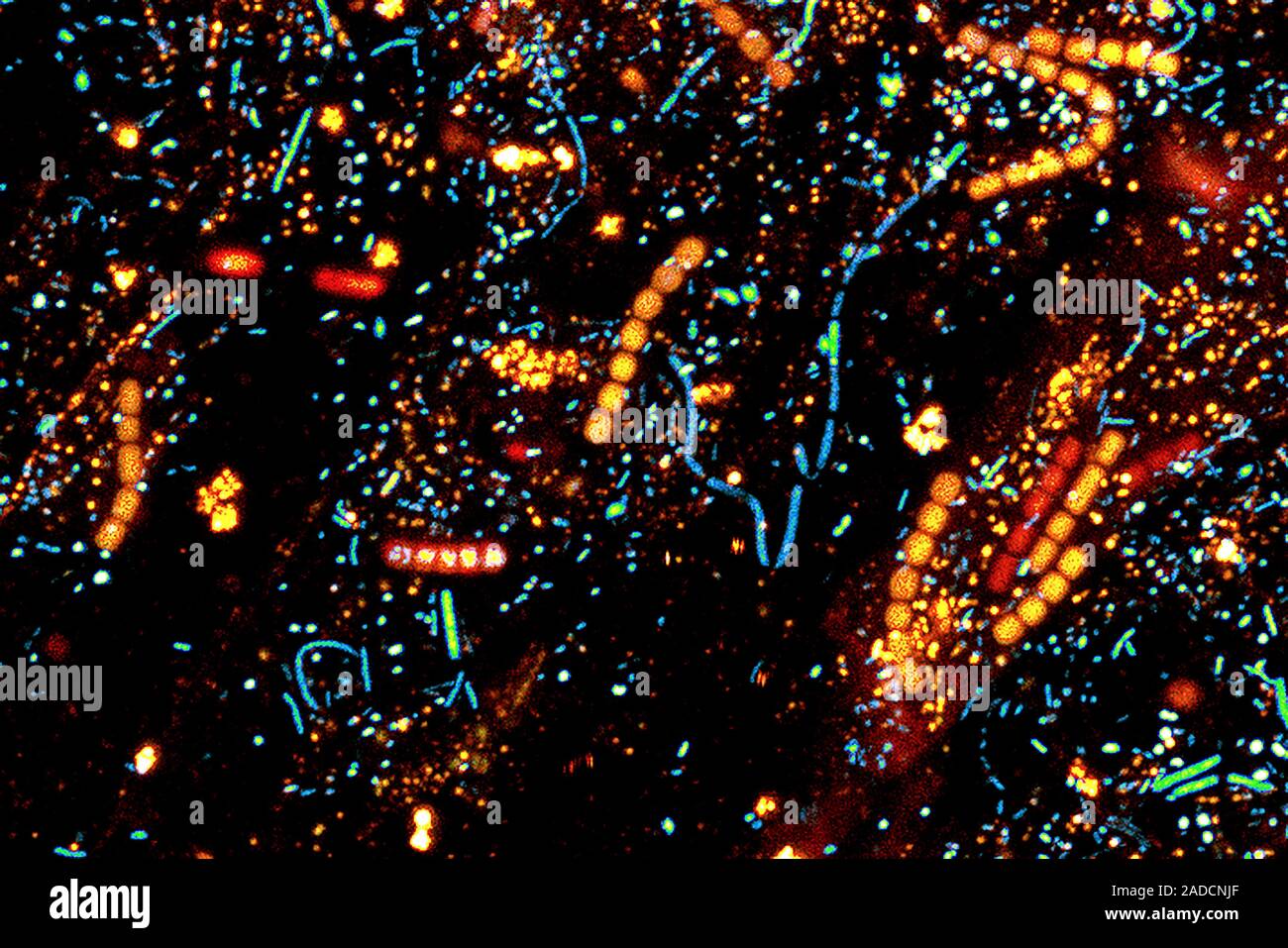Confocal laser scanning micrograph of a consortium of bacteria ...