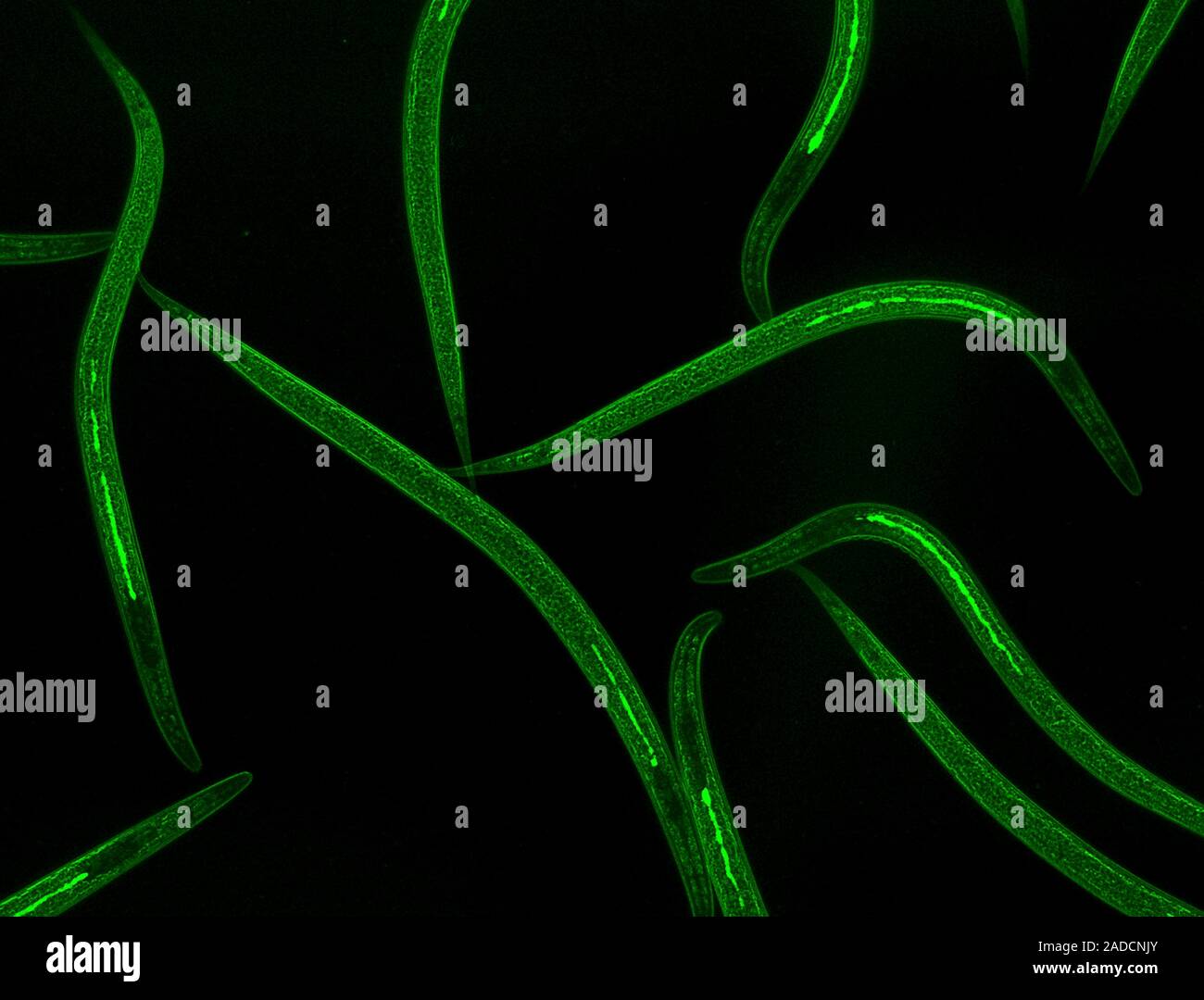 Beneficial nematodes. Fluorescent light micrograph of Heterorhabditis ...