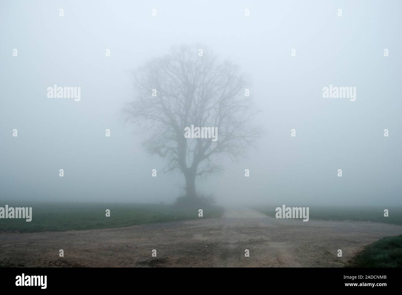 A tree shrouded in mist beside a road Stock Photo - Alamy