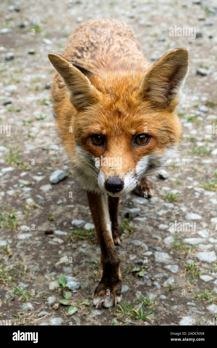 Red fox (Vulpes vulpes). Red foxes are found in North America, Eurasia ...