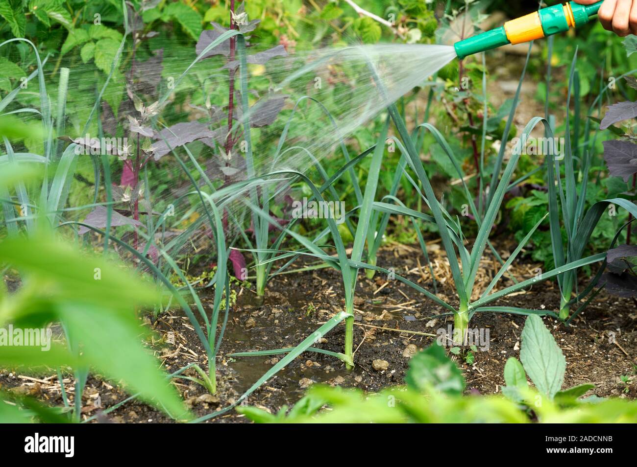 A gardener using a hose to water vegetables Stock Photo - Alamy