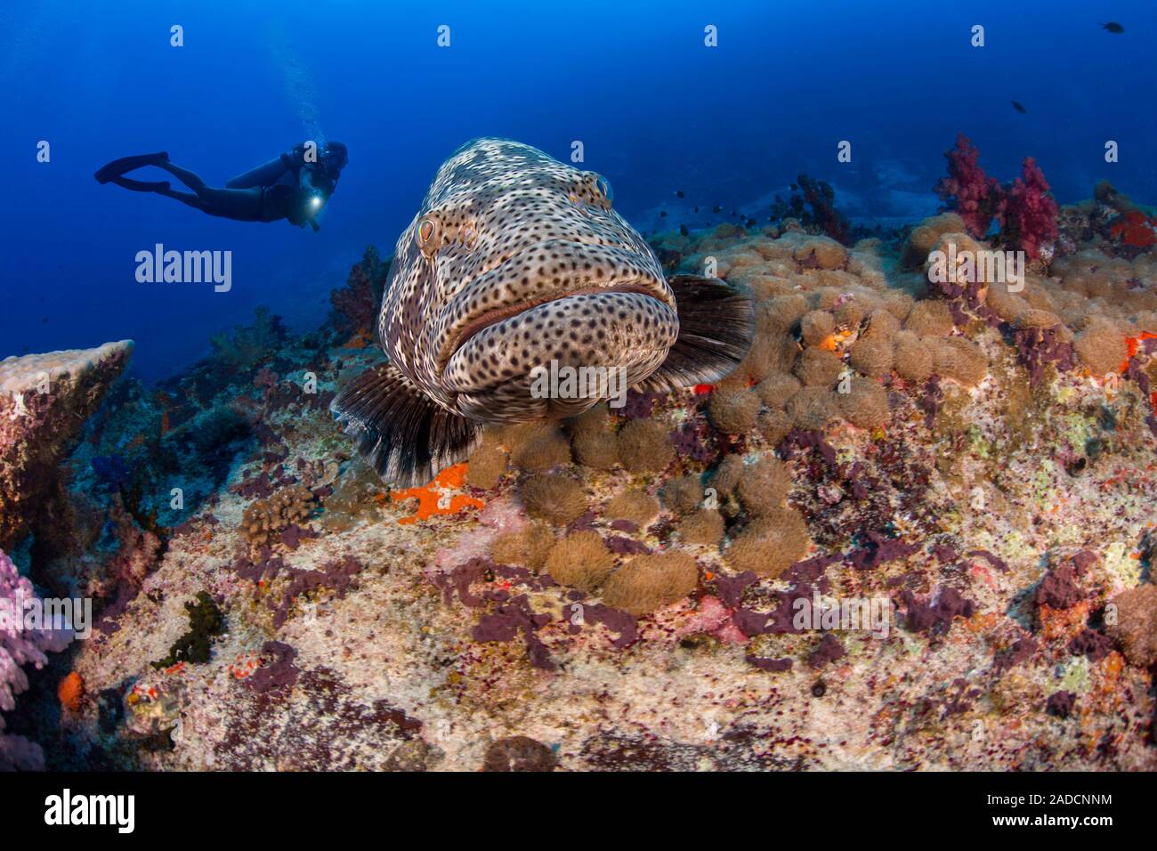 The Malabar grouper, Epinephelus malabaricus, is one of the largest and ...