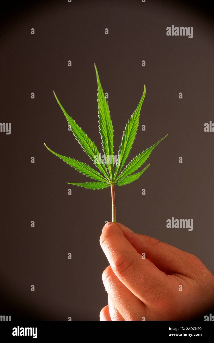 Cannabis sativa leaf. Cannabis contains THC (tetrahydrocannabinol ), a ... Cannabis sativa leaf. Cannabis contains THC (tetrahydrocannabinol ), a ...