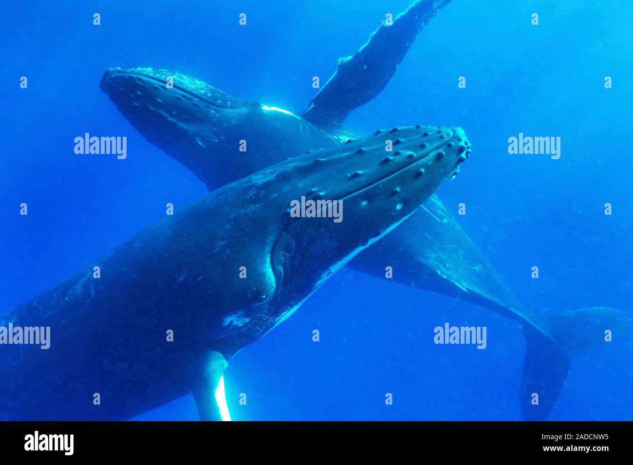 Humpback whales (Megaptera novaeangliae) socialising. These whales are ...