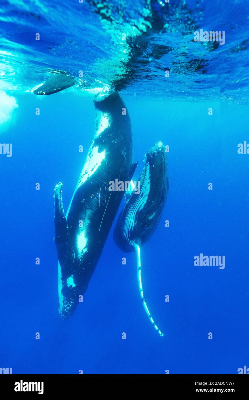 Humpback whales (Megaptera novaeangliae) socialising. These whales are ...