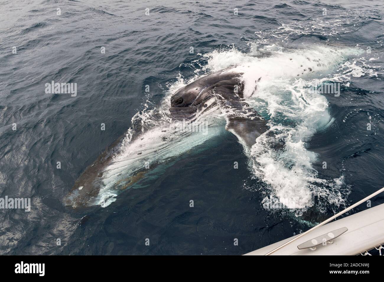 Humpback whale (Megaptera novaeangliae) swimming alongside an ...