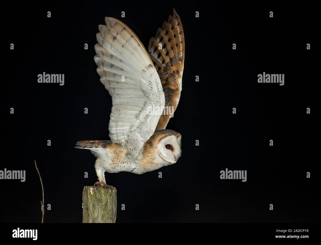 owl, on wooden poles with black background Stock Photo - Alamy