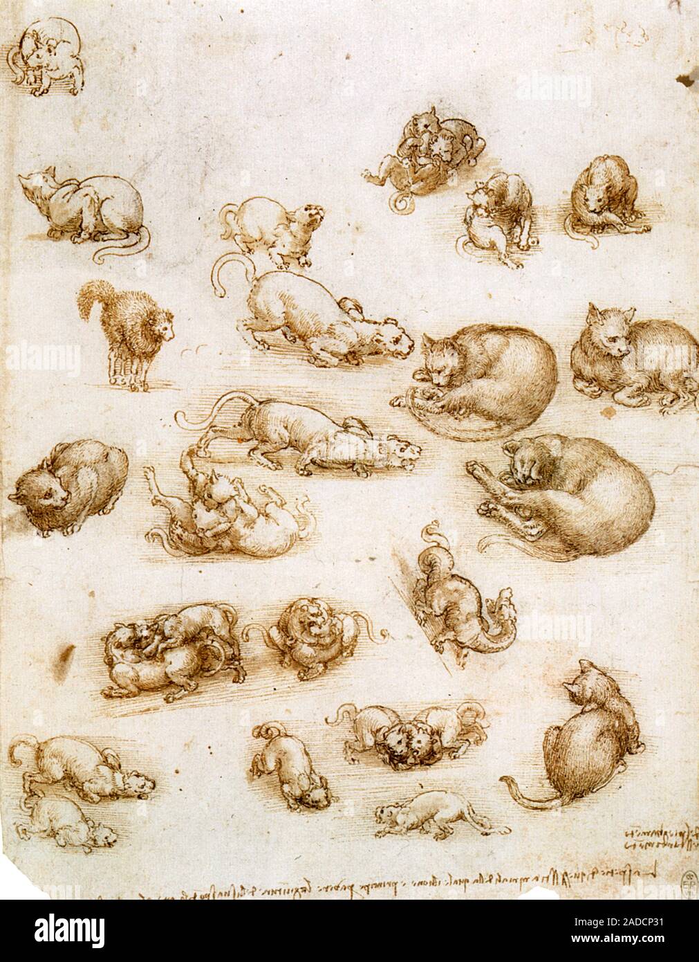 These drawings by Leonardo da Vinci indicate not only his understanding ...