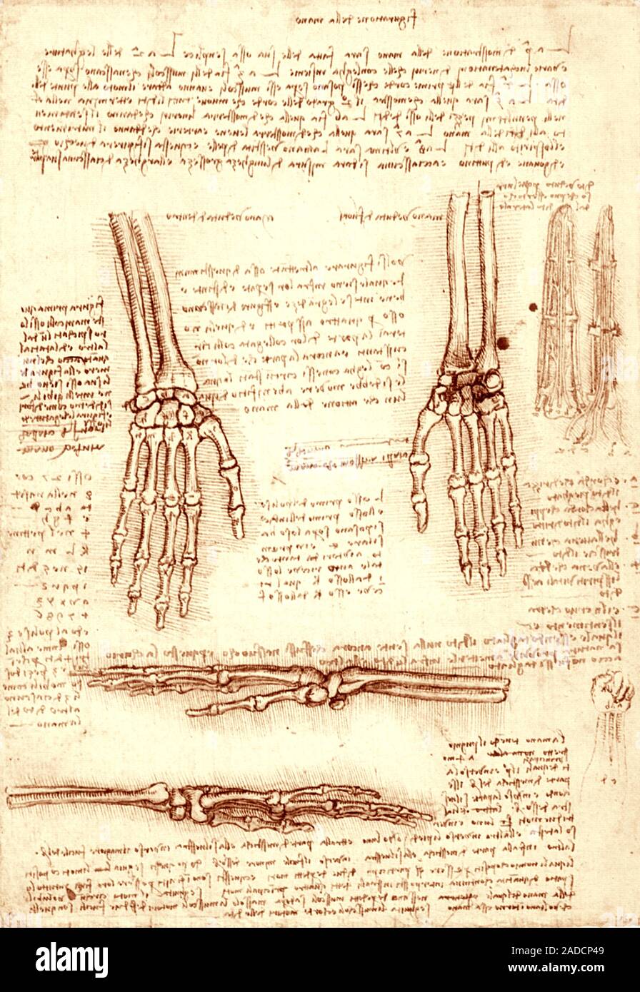 These drawings of the bones of a human hand and wrist from various ...