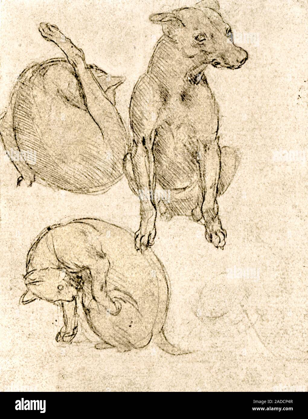 Leonardo Da Vinci Animal Drawings