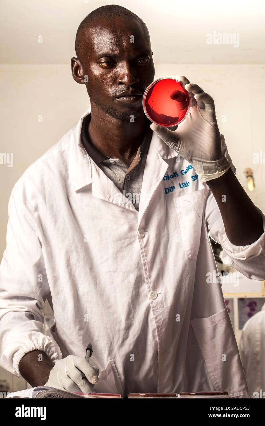 Medical microbial analysis. Bacteriologist examining a petri dish ...