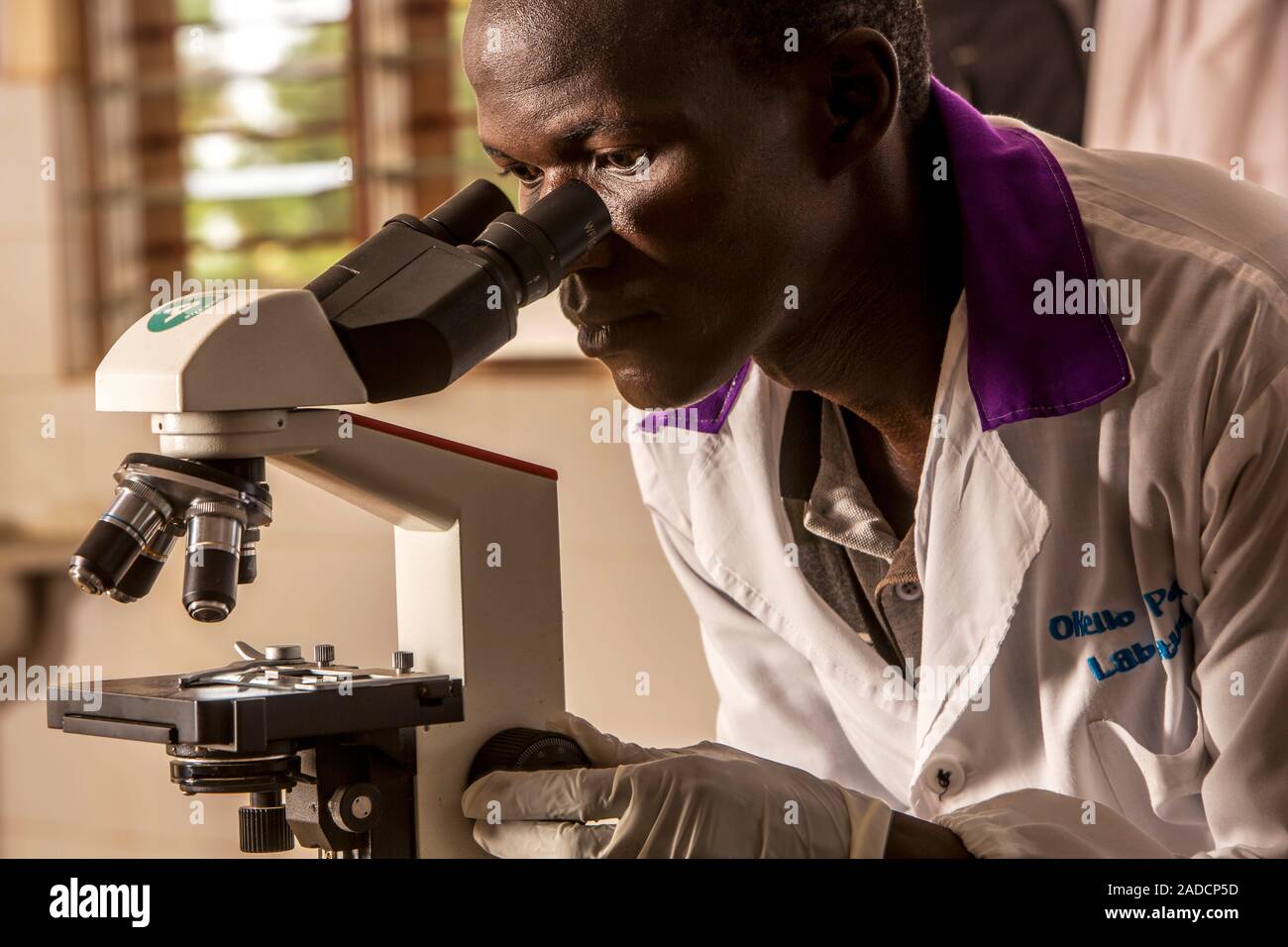 Medical microscopy analysis. Laboratory worker using a light microscope ...