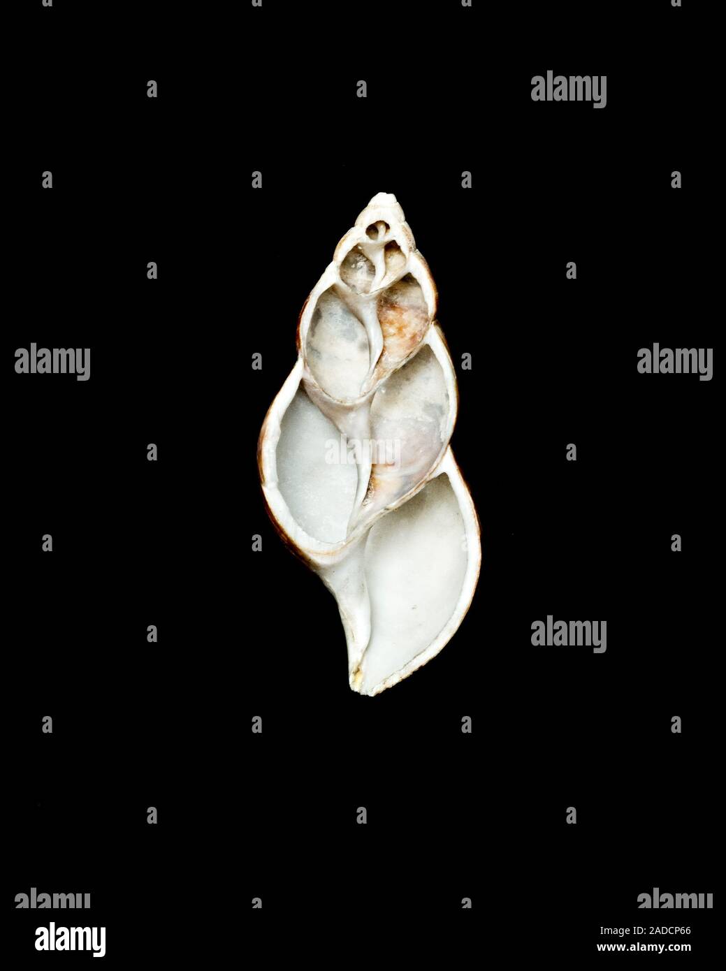 Snail Shell Section