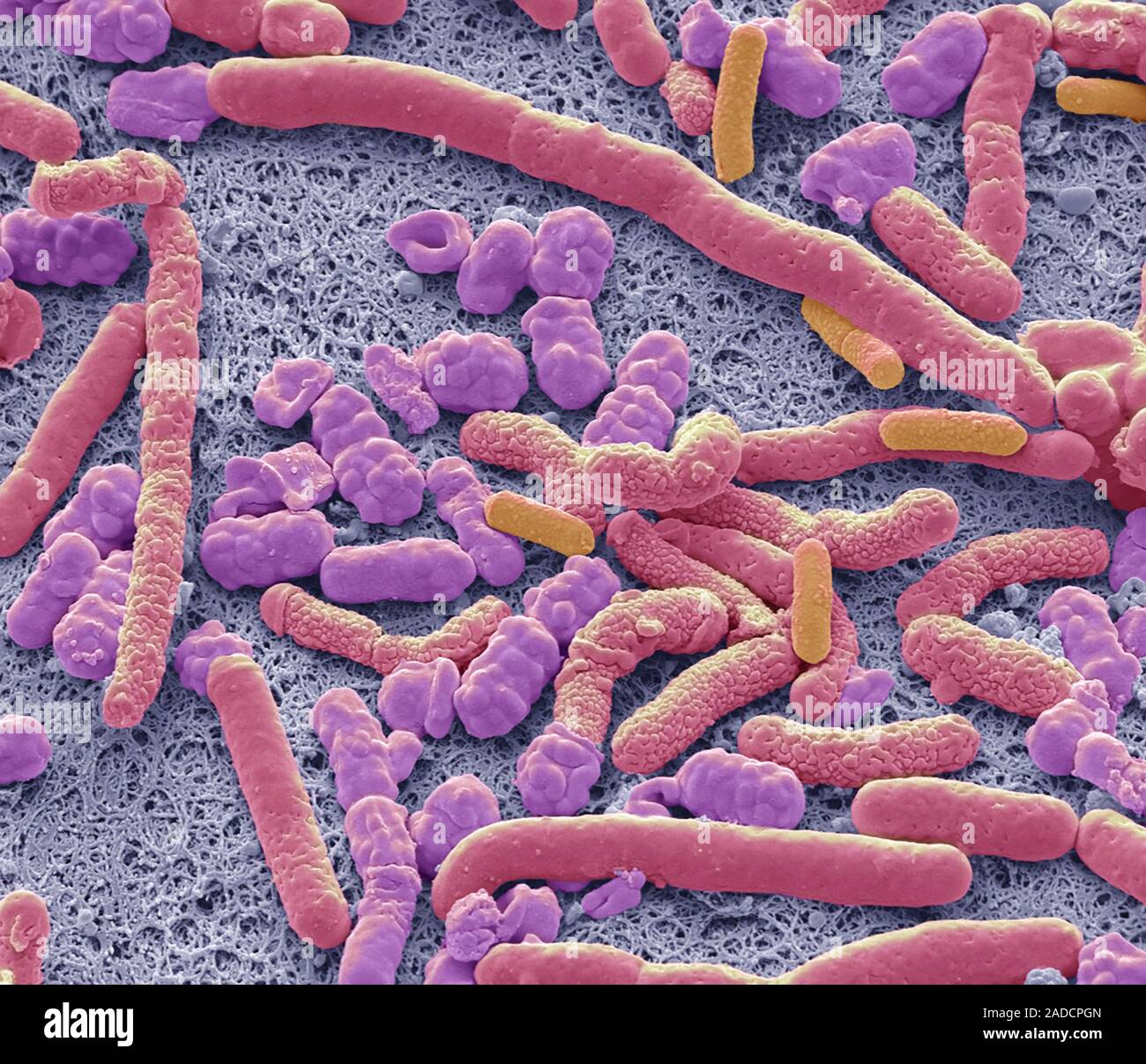 Probiotic bacteria, coloured scanning electron micrograph (SEM ...