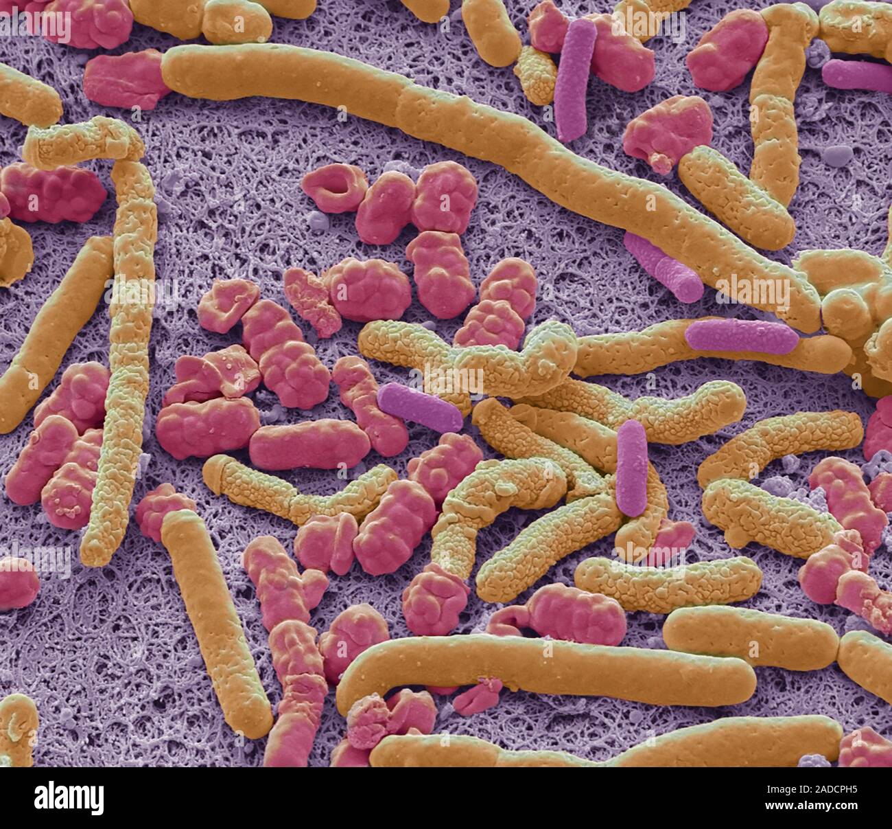 Probiotic bacteria, coloured scanning electron micrograph (SEM ...