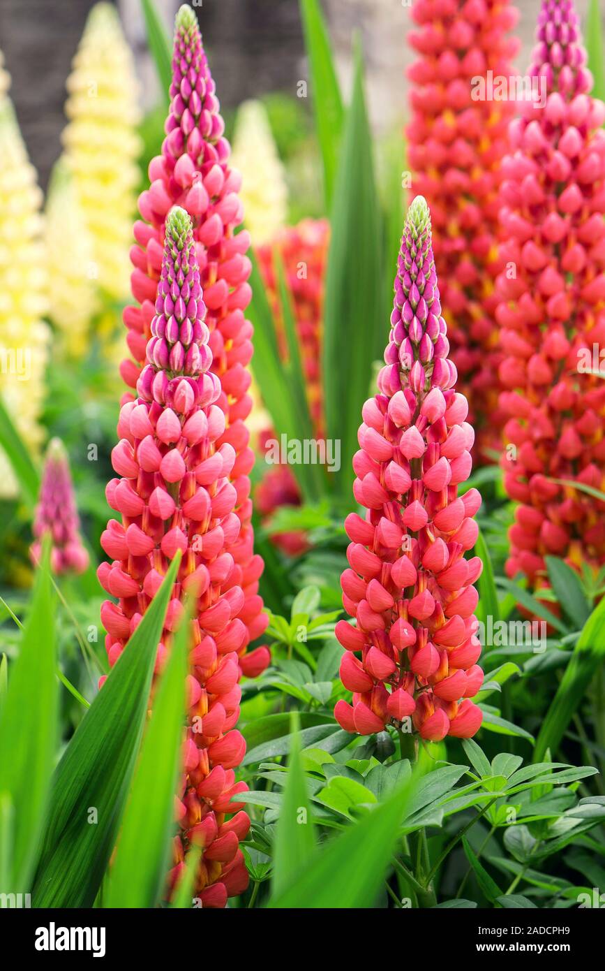 Lupin (Lupinus 'Gallery Red') flowering in the Summer Stock Photo - Alamy