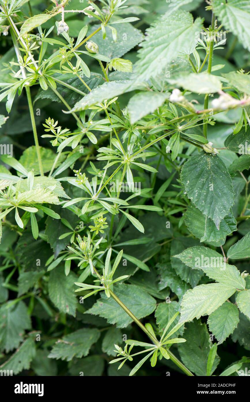 Cleavers (Galium aparine), also known as Goosegrass, growing amongst ...