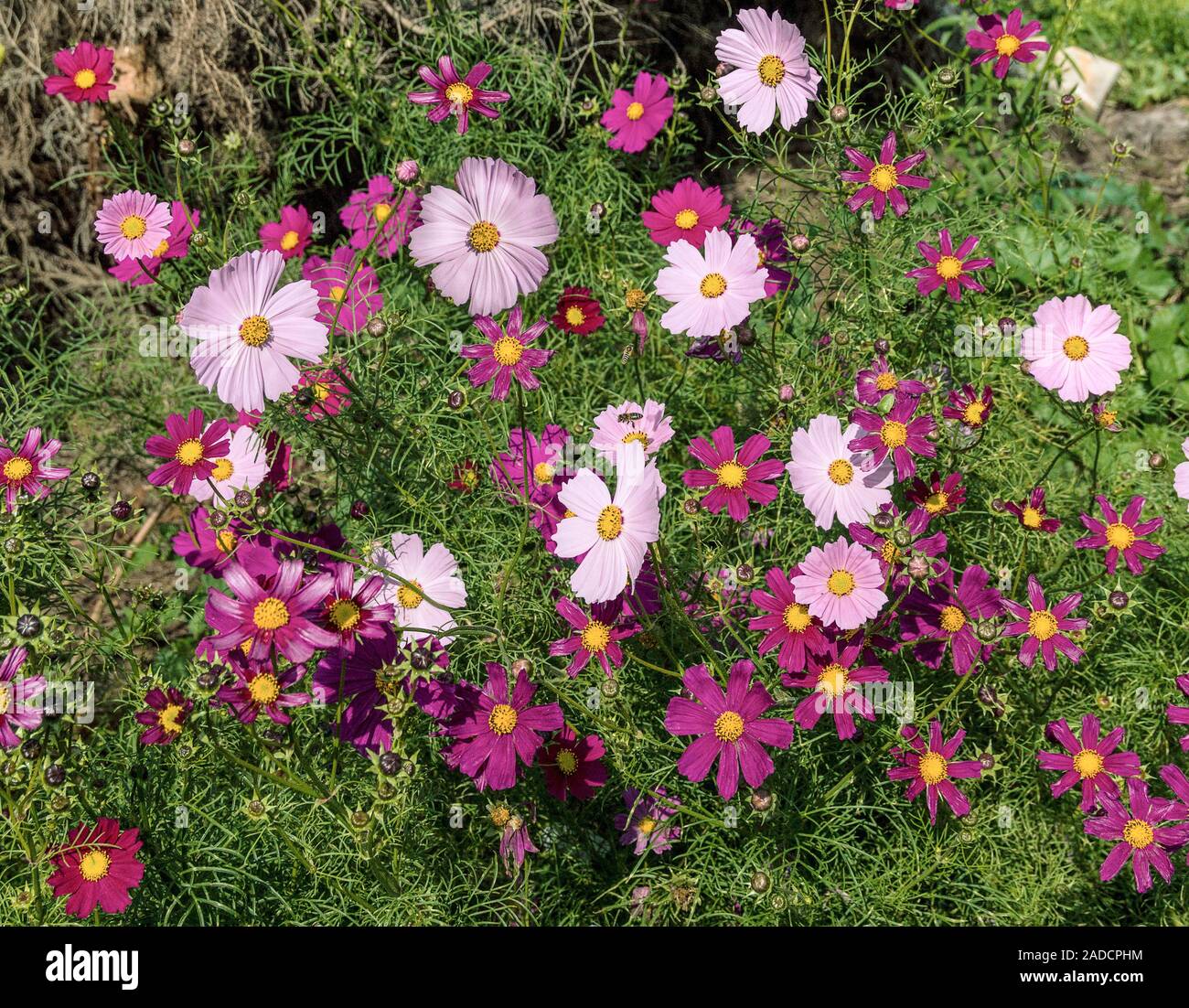 Cosmos (Cosmea bipinnatus and Cosmos sulphureus) flowering together in ...