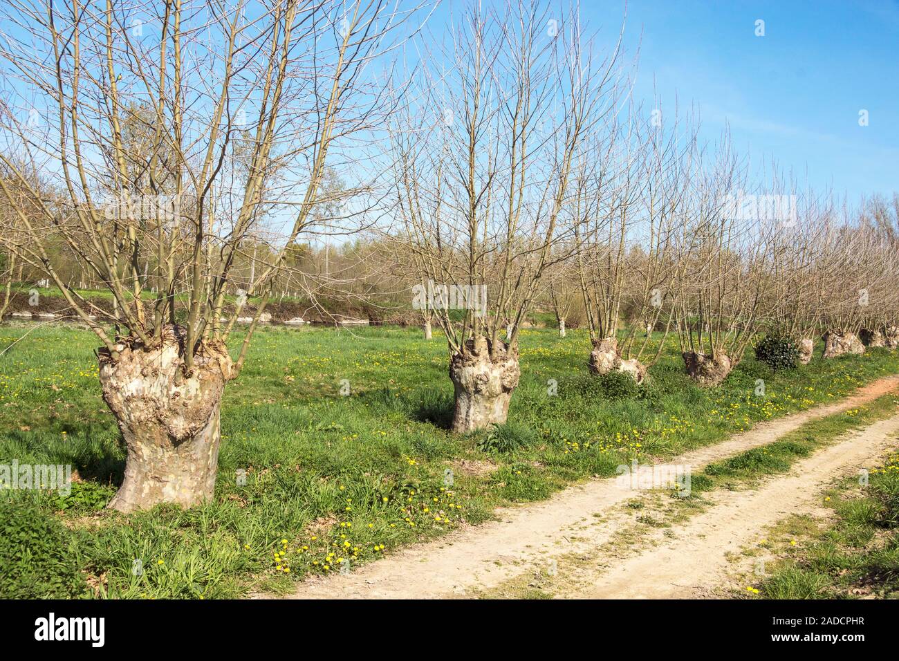 An avenue of pollarded London Plane Trees (Platanus x acerifolia) in ...