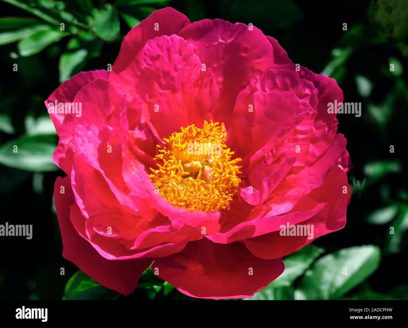 A single Peony (Paeonia lactiflora 'Nippon Beauty') flowering in the ...