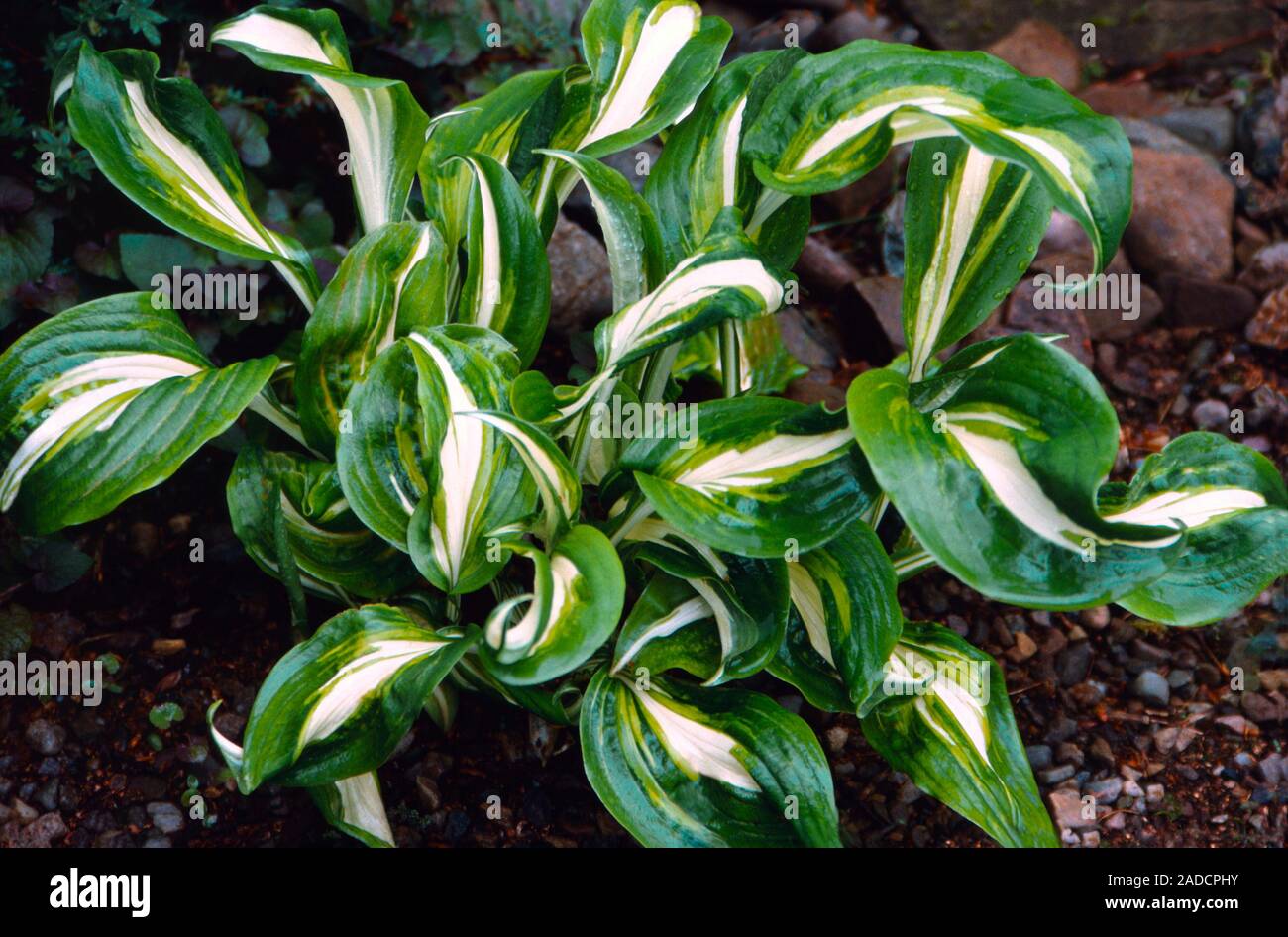 The foliage of Wavy Plantain Lily (Hosta undulata Stock Photo - Alamy