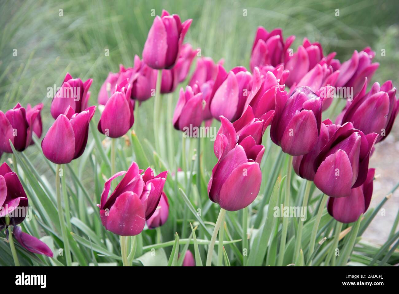 Lily Flowered Tulips (Tulipa 'Merlot') flowering in the Spring Stock ...