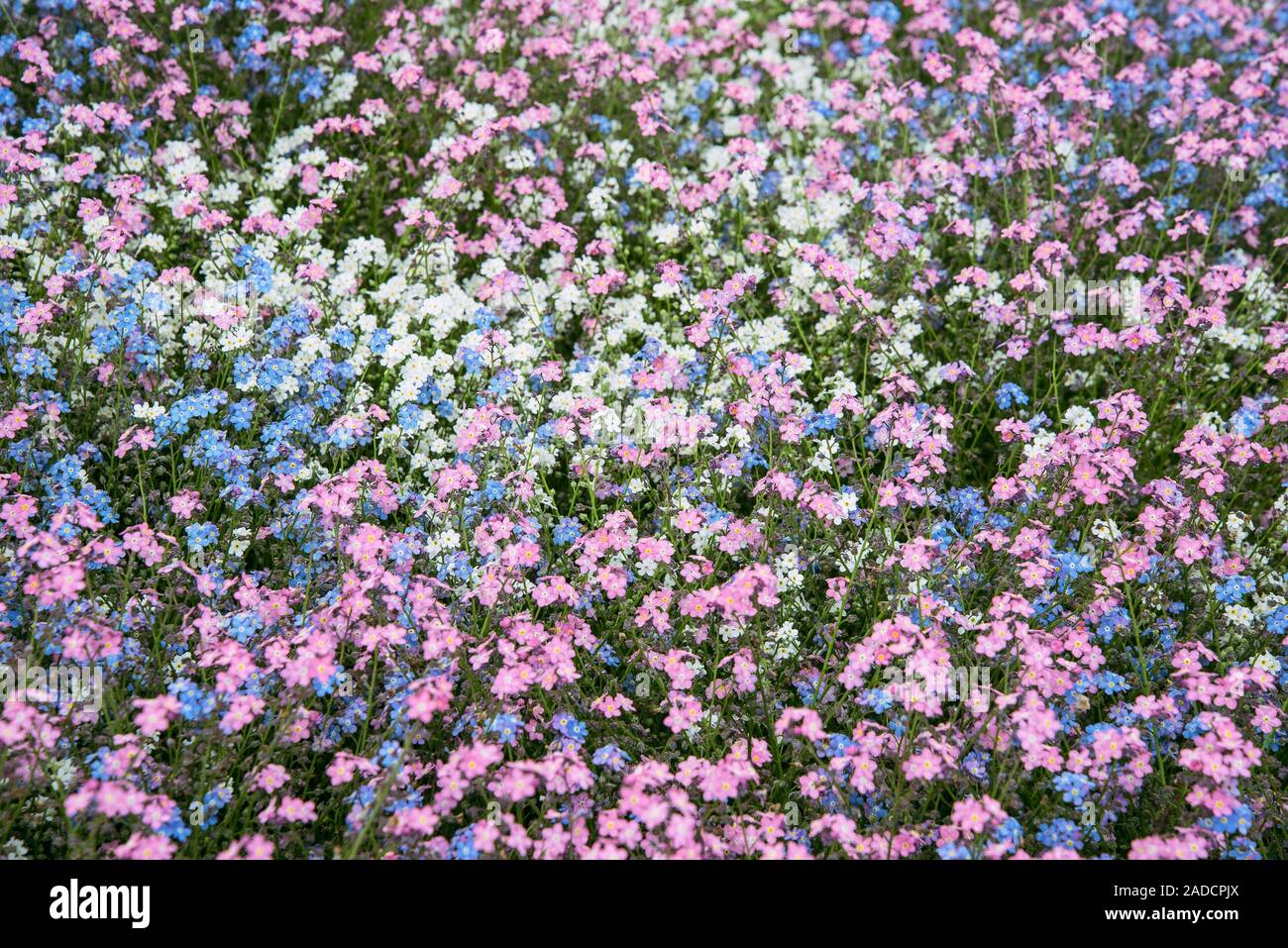 Mixed Forget-me-nots (Myosotis sylvatica) flowering in the Spring Stock ...