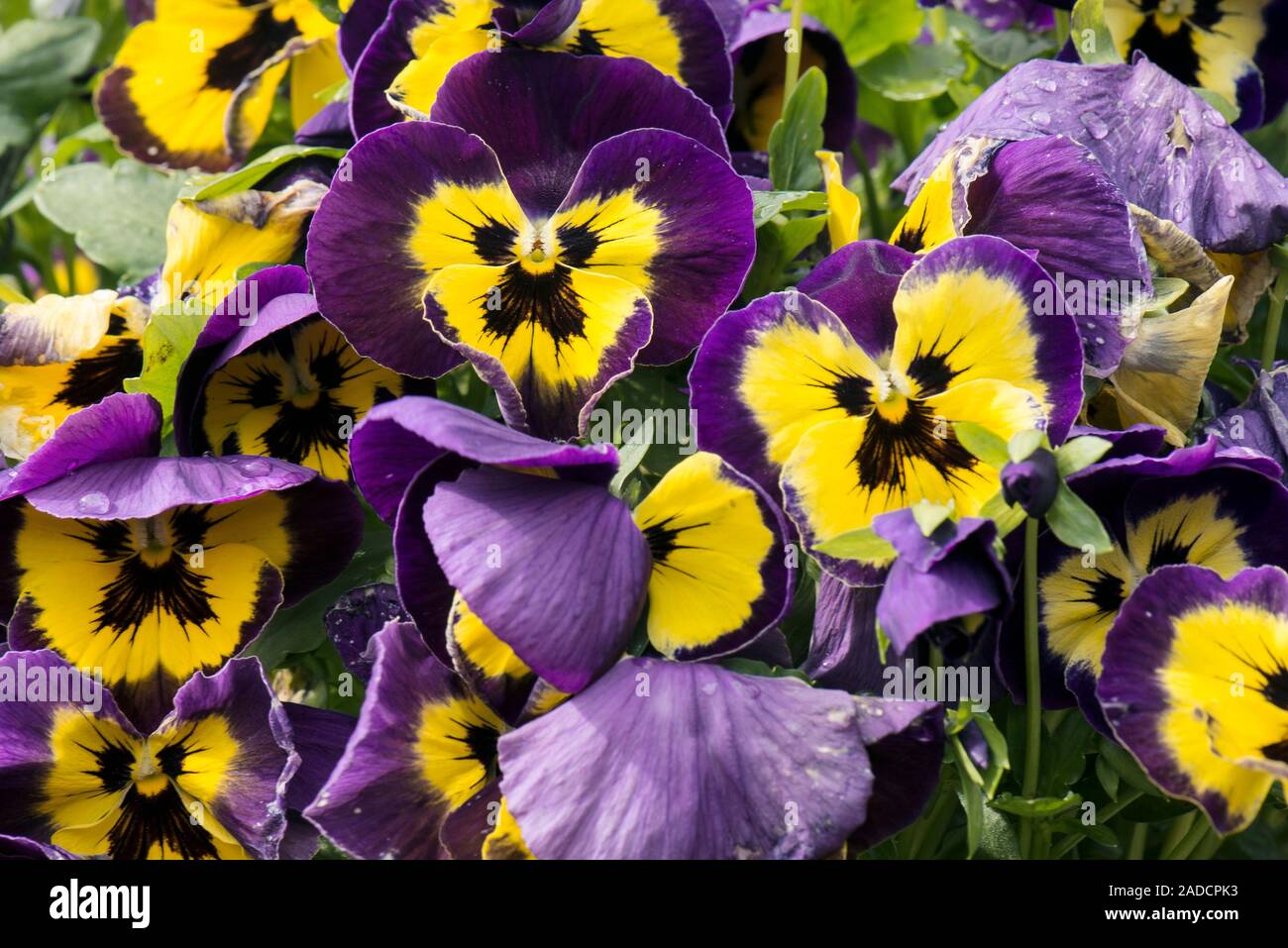 Pansy Viola 'Matrix Purple Wing') in full flower Stock Photo - Alamy
