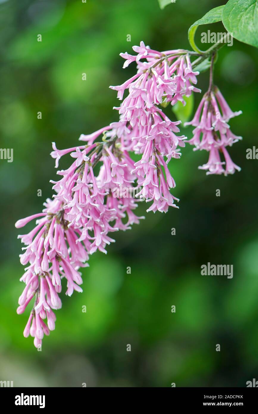 Pink flowering shrub Stock Photo - Alamy