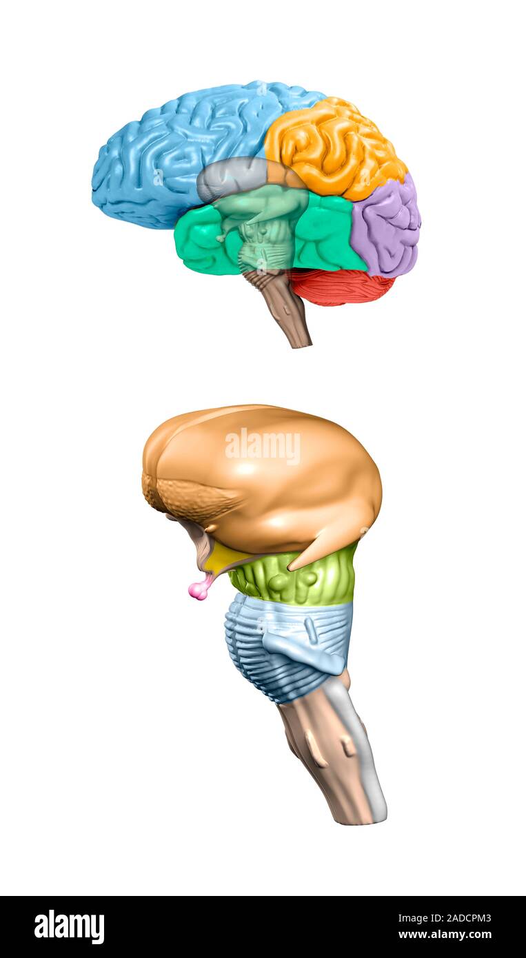 Brain structures and regions, illustration. At top is the cerebrum ...