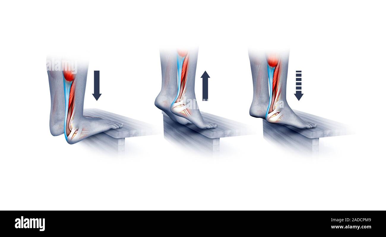 Achilles tendon exercise. Illustration of an exercise used to stretch ...