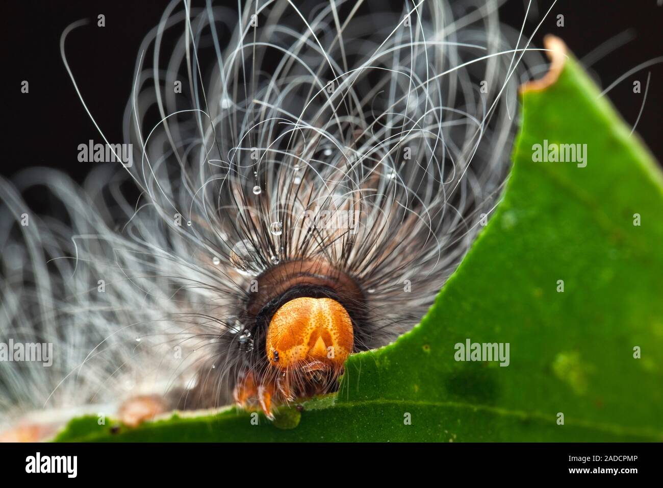 Hairy caterpillar. Larva of a lepidopteran (moths and butterflies) with ...