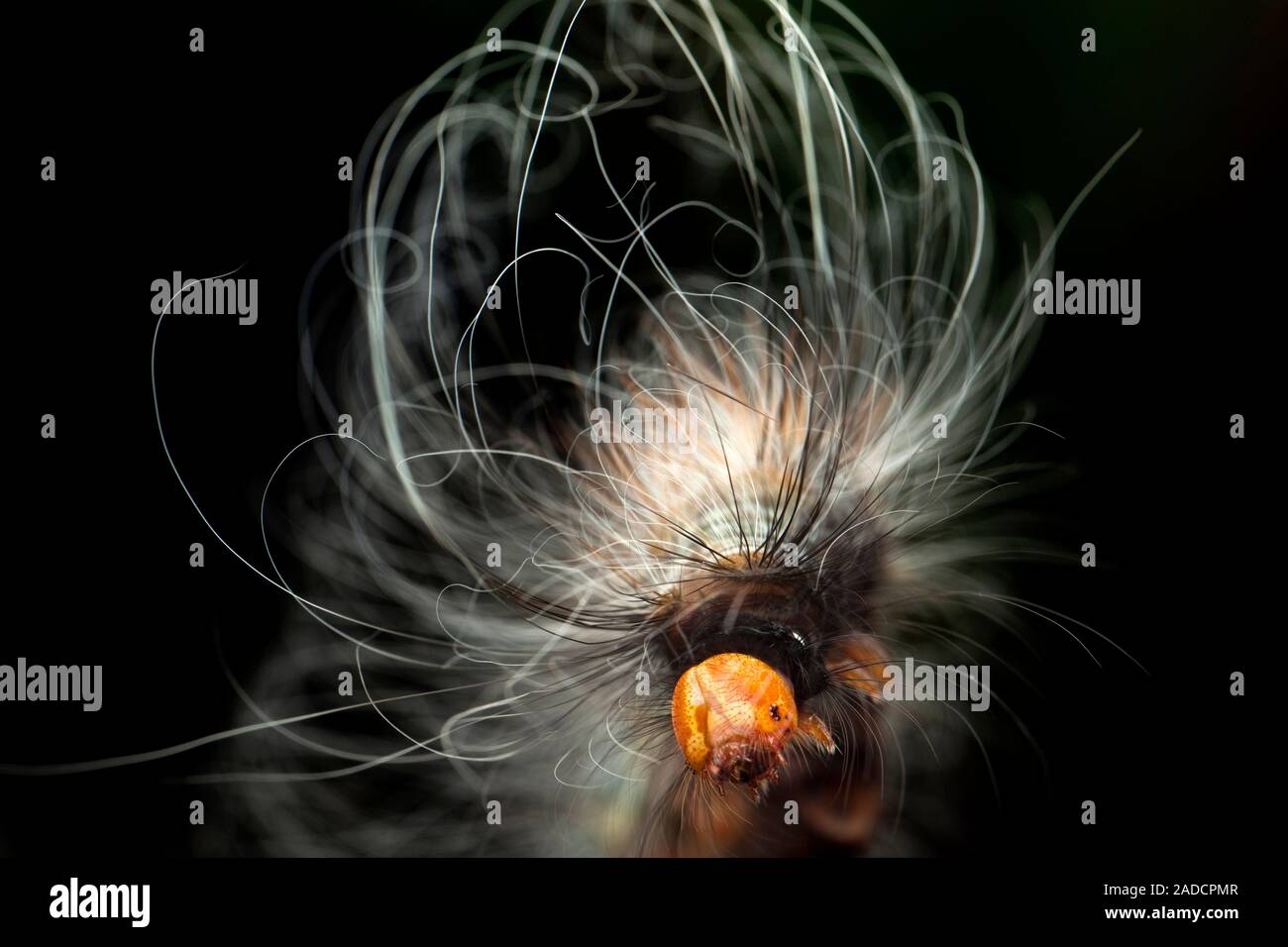 Hairy caterpillar. Larva of a lepidopteran (moths and butterflies) with ...