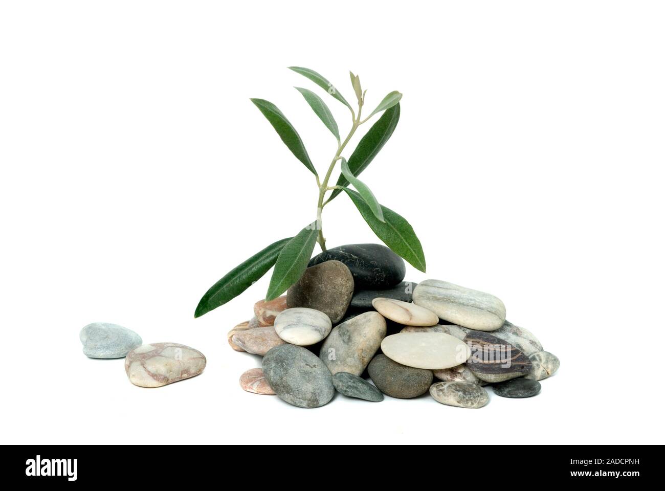 Shoot of olive tree growing from pebbles isolated on white background ...