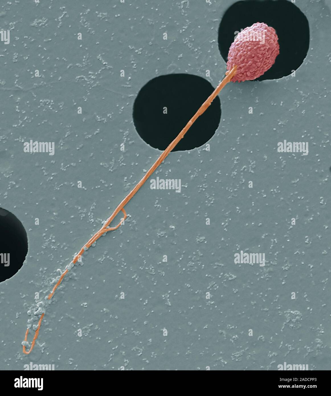 Oleispira antarctica, coloured scanning electron micrograph (SEM ...