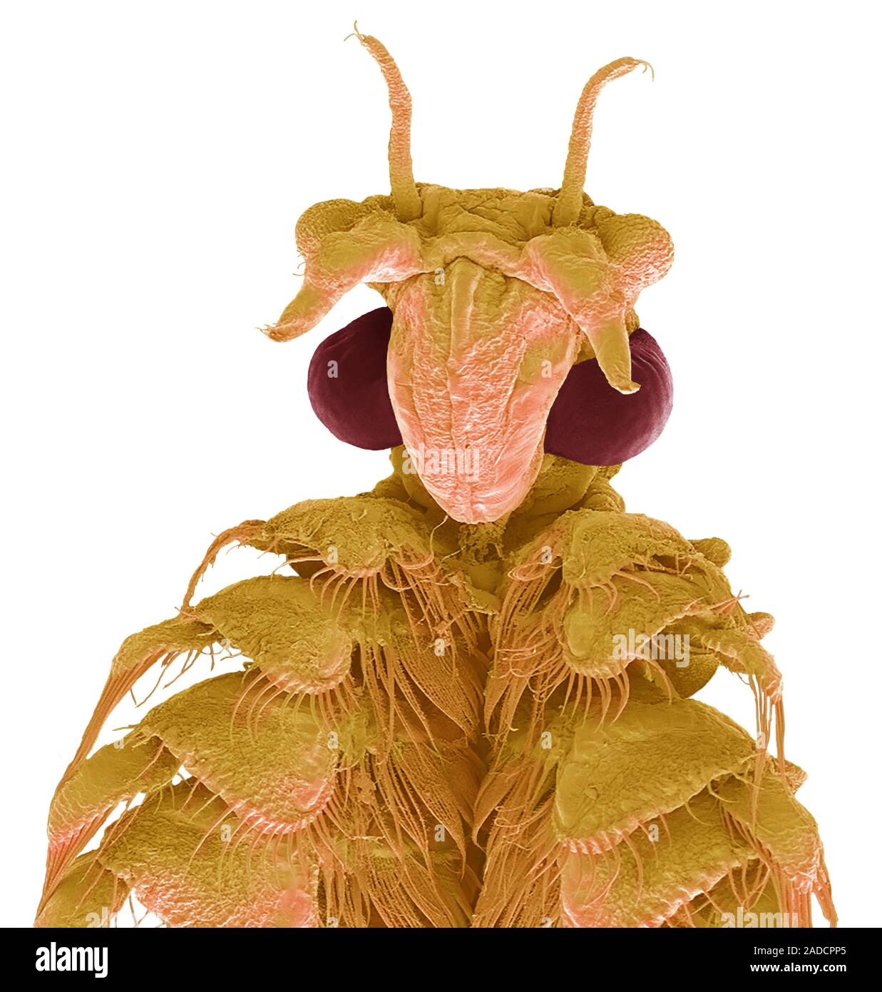 Fairy shrimp. Coloured scanning electron micrograph (SEM) of a female ...