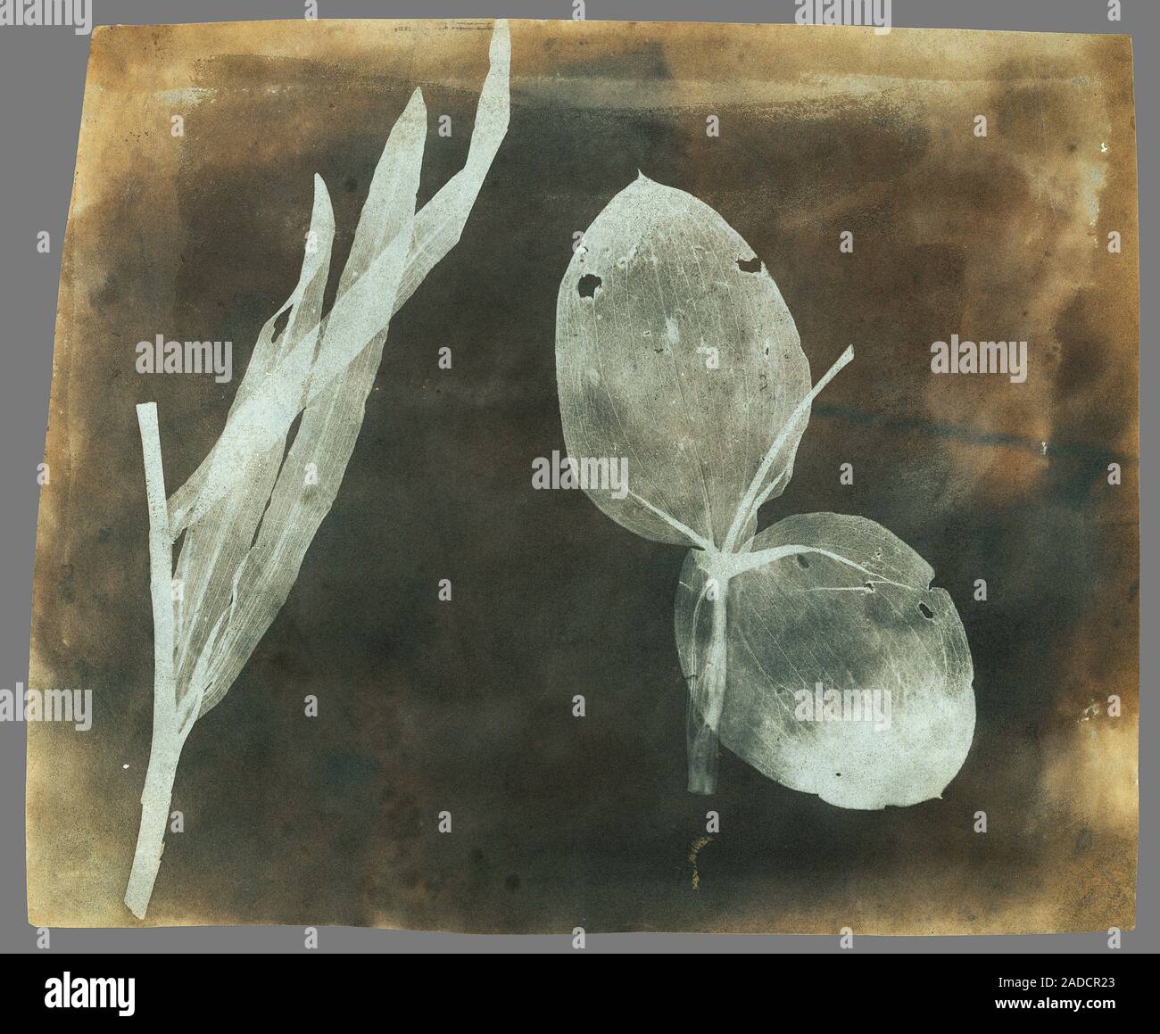 Orchid leaves by Talbot. British physicist William Henry Fox Talbot ...