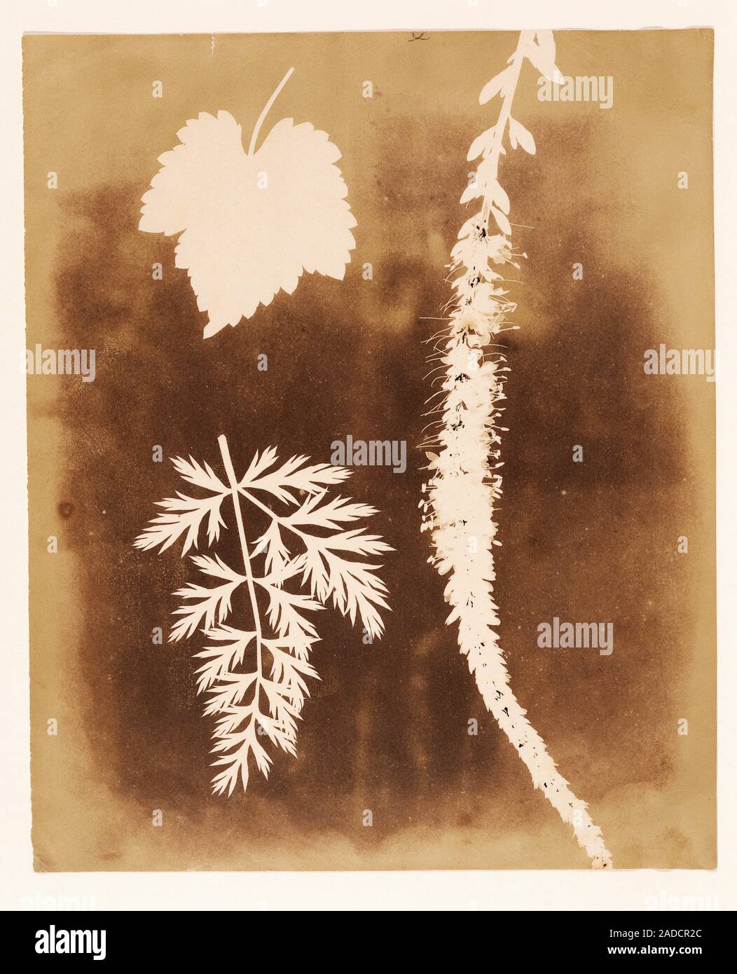 Botanical leaf specimens by Talbot. British physicist William Henry Fox ...