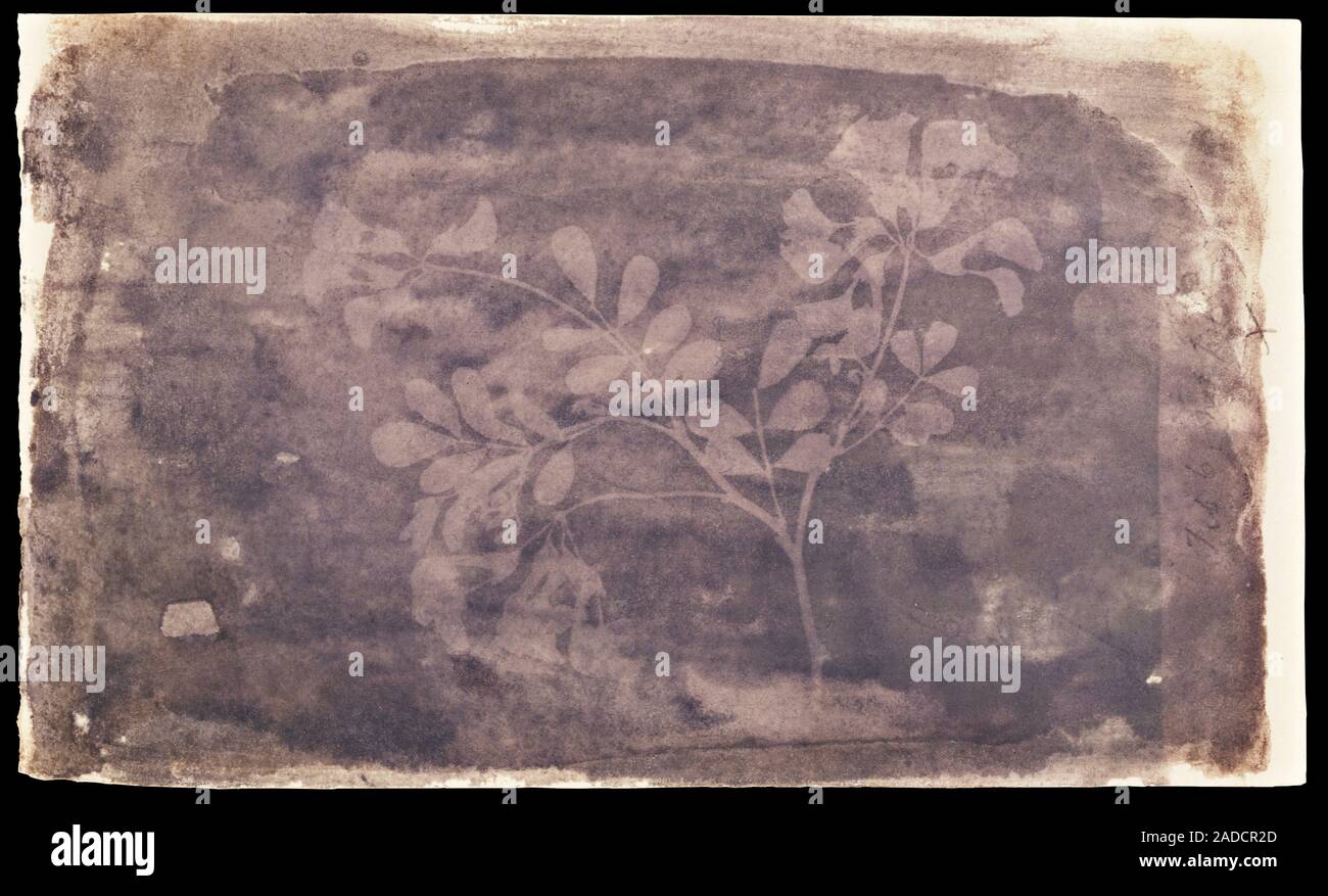 Pea plant by Talbot. British physicist William Henry Fox Talbot (1800 ...