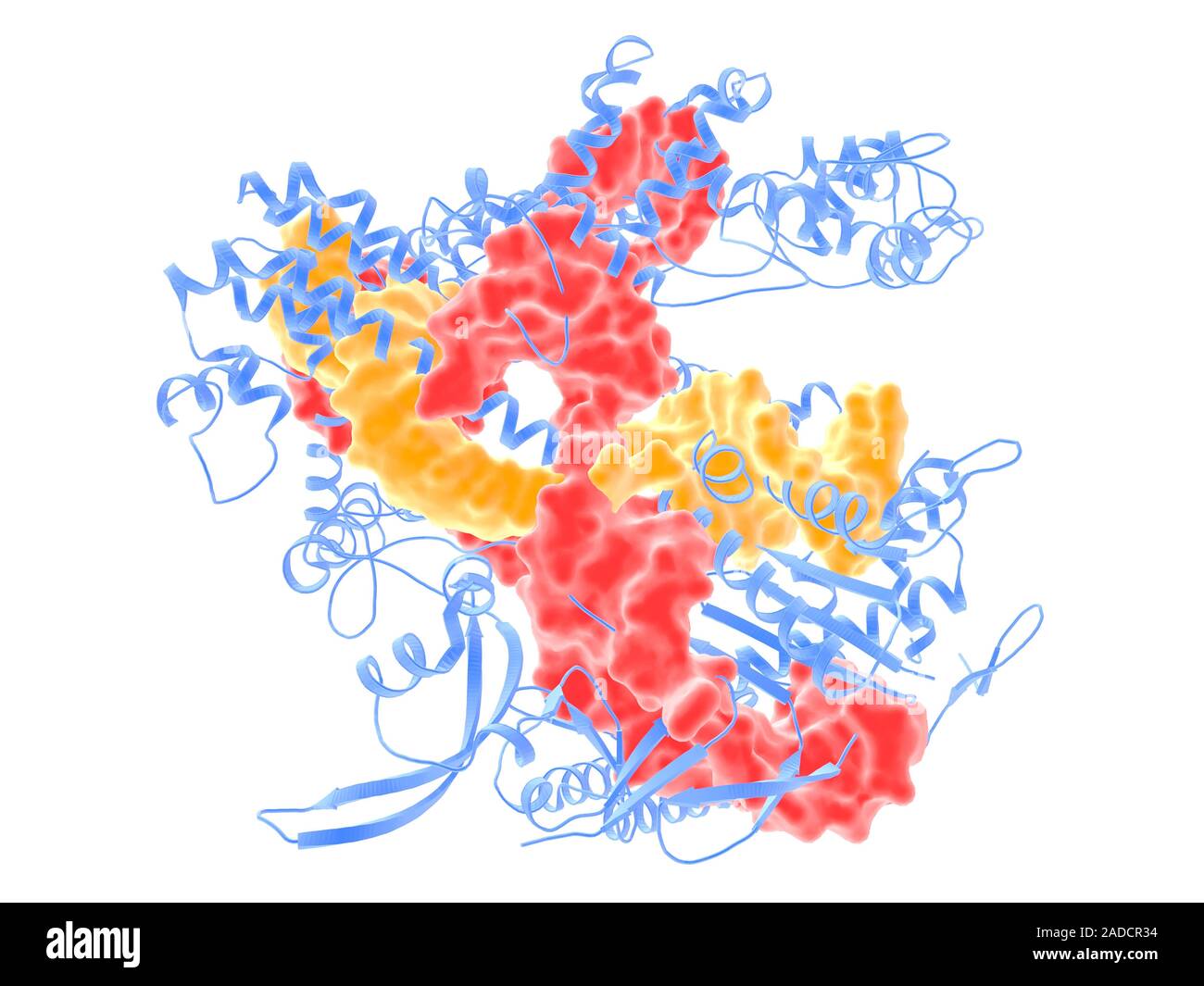 CRISPR-CAS9 gene editing complex, molecular model. The CRISPR-Cas9 ...