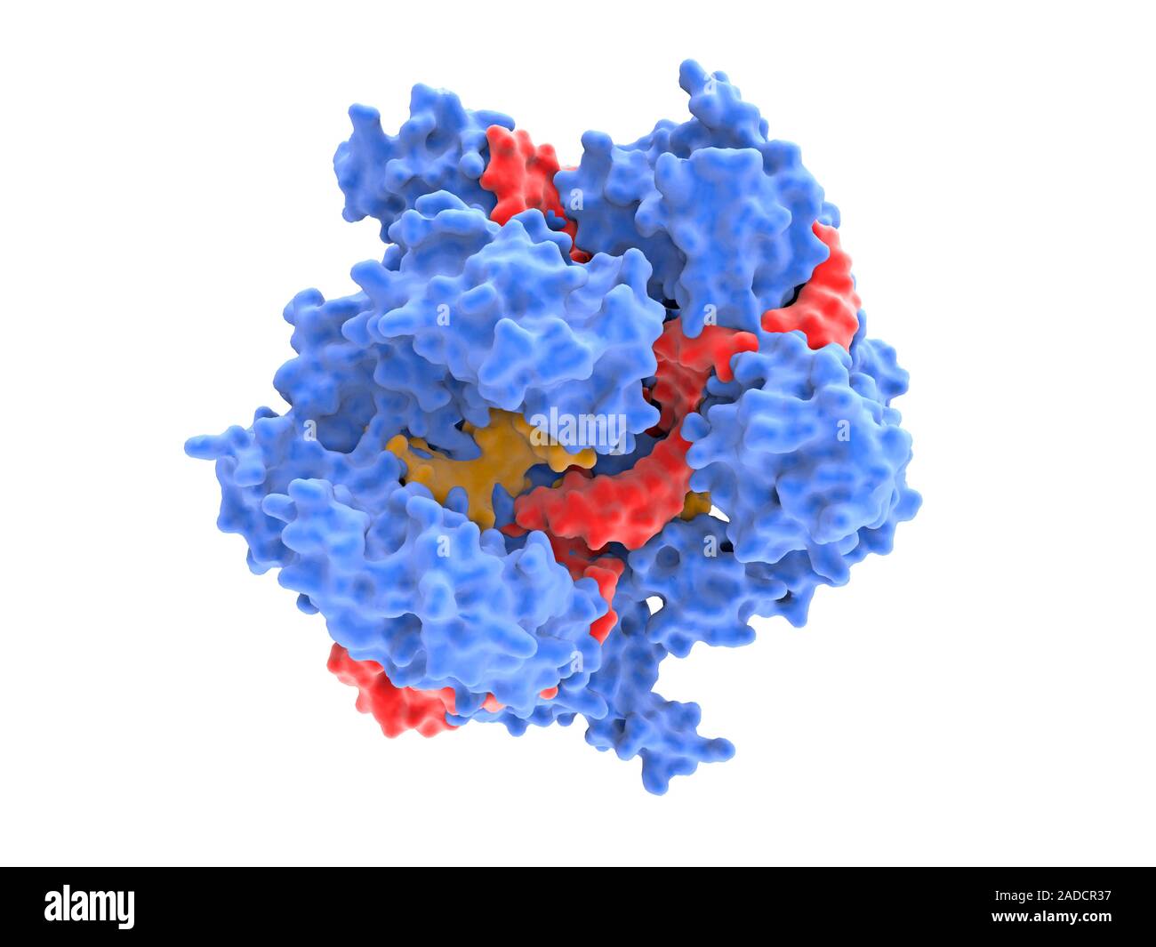 CRISPR-CAS9 gene editing complex, molecular model.The CRISPR-Cas9 ...