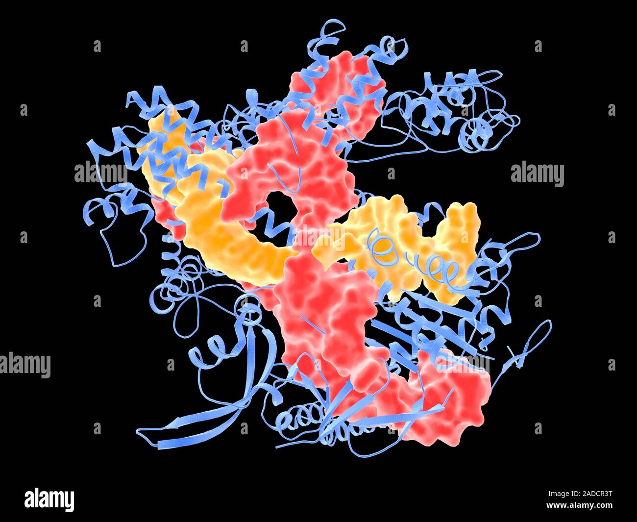 CRISPR-CAS9 gene editing complex, molecular model. The CRISPR-Cas9 ...