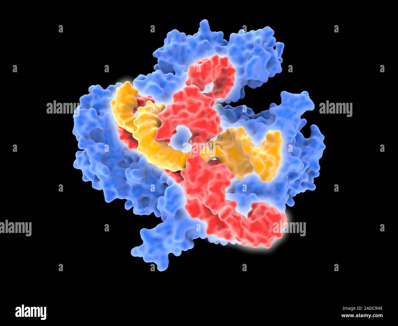 CRISPR-CAS9 gene editing complex, molecular model. The CRISPR-Cas9 ...