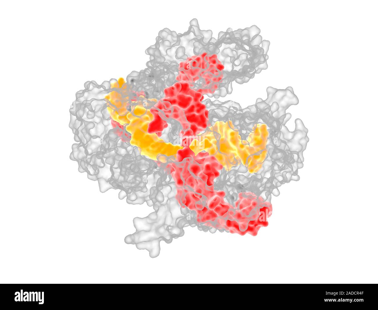 CRISPR-CAS9 gene editing complex, molecular model. The CRISPR-Cas9 ...