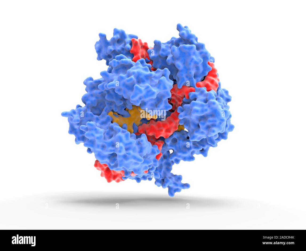 CRISPR-CAS9 gene editing complex, molecular model. The CRISPR-Cas9 ...